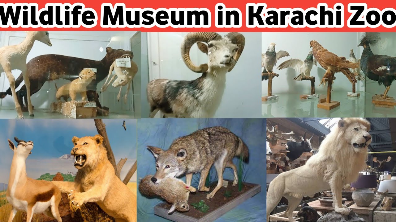 Karachi Zoo Museum | Wildlife Museum in Karachi Zoo | Wildlife Animals Museum - YouTube