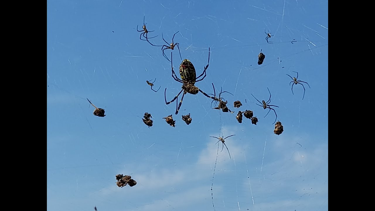 무당거미의 일생, The life of Joro spider #무당거미 #한살이 #joro spider - YouTube