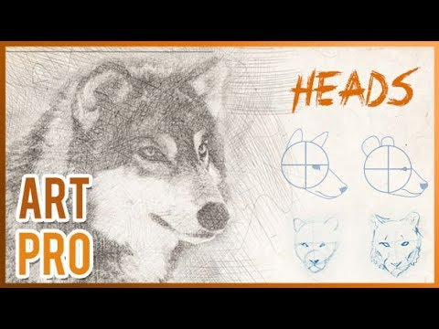 How to draw ANIMAL Heads 🐺 [METHOD] - YouTube