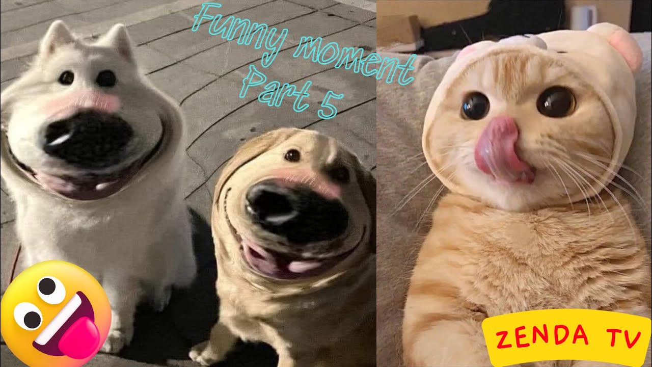 Best Funny Dogs And Cats Video Funniest Animals 2022 Part 5 - YouTube