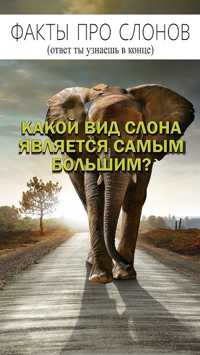 Факты про слонов 1 #shorts #shorts #вопрос #загадки #слоны #слон - YouTube