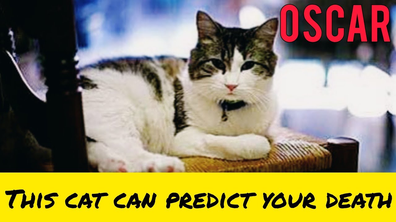 Oscar the cat who can predict death - full story। Mystery Land - YouTube