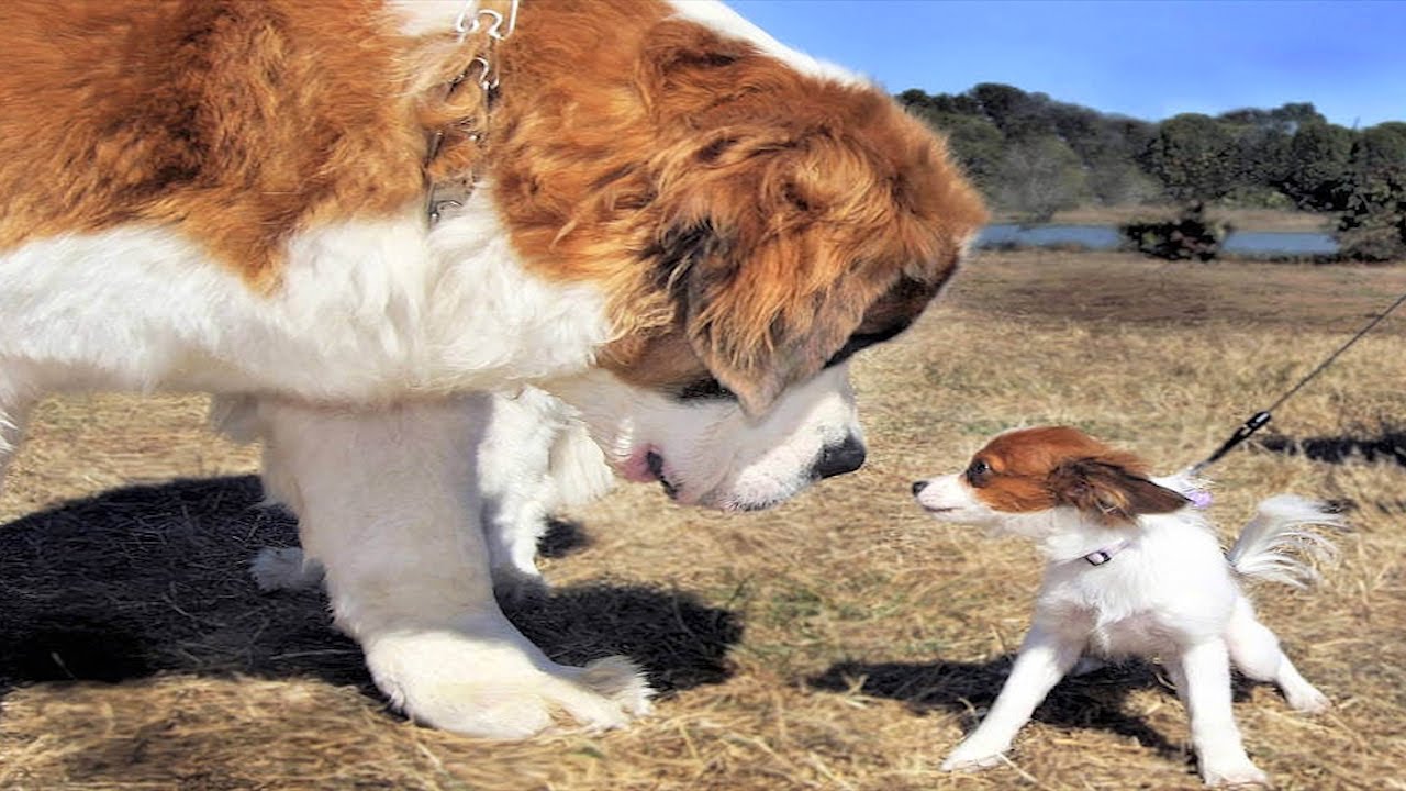 6 Most Evil Small Dog Breeds - YouTube