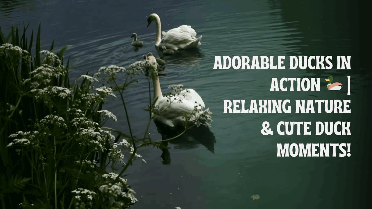 Adorable Ducks in Action 🦆 | Relaxing Nature & Cute Duck Moments! - YouTube