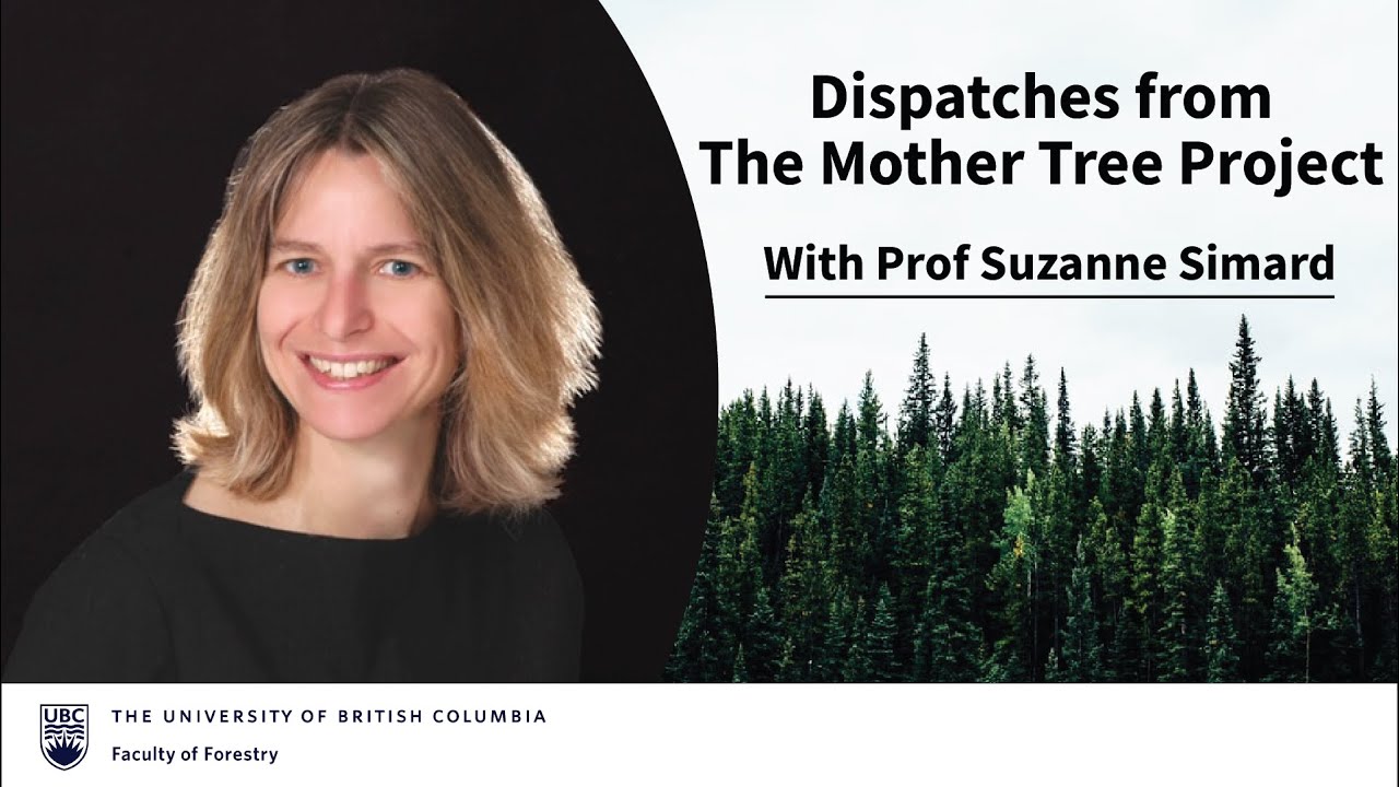 Suzanne Simard - Dispatches from The Mother Tree Project - YouTube