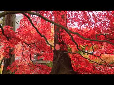 Nature of beauty 2022 | #shorts #beautiful #nature #natureoflove