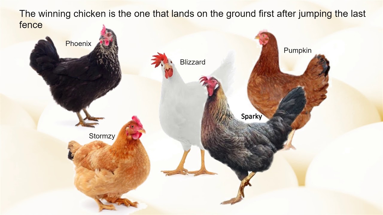 Extreme Chickens Race - YouTube