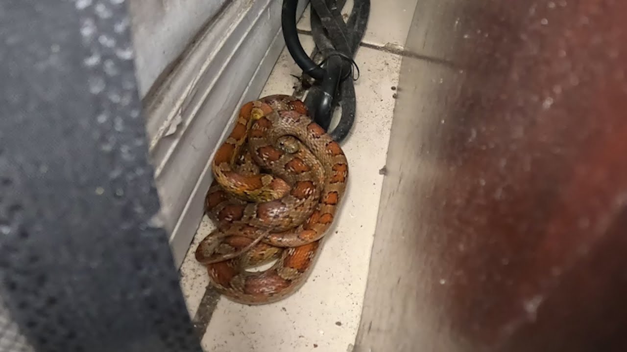 Finally. Snake In the House. - YouTube