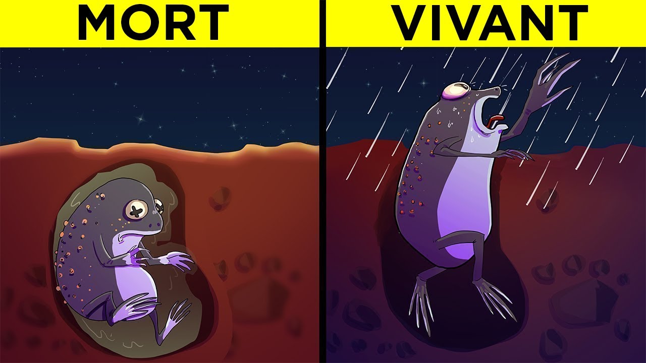 Les Animaux Les Plus Etonnants Au Monde - YouTube