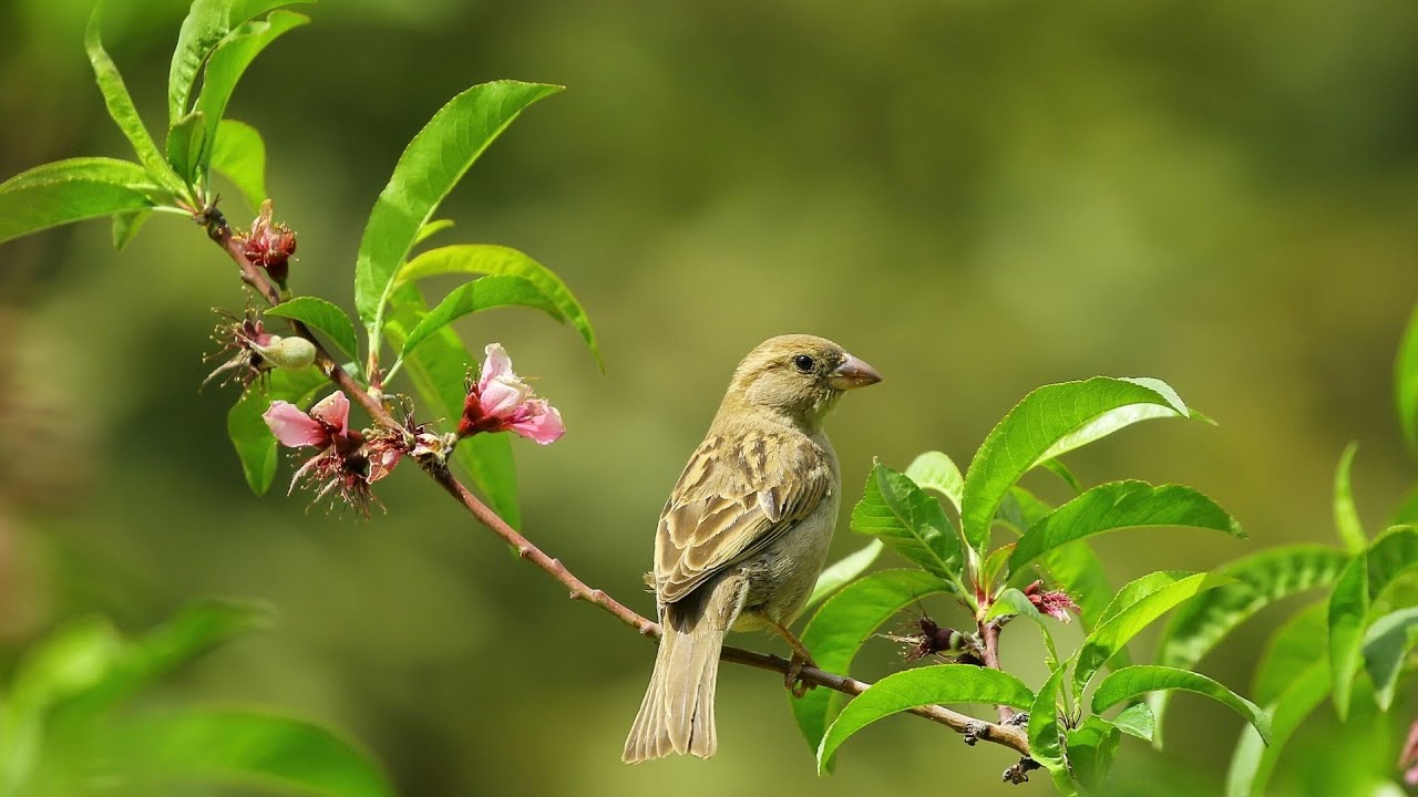 Canto de los Pájaros 🐦🎵 [10 Horas Cantos Aves] Sonidos de la naturaleza ...