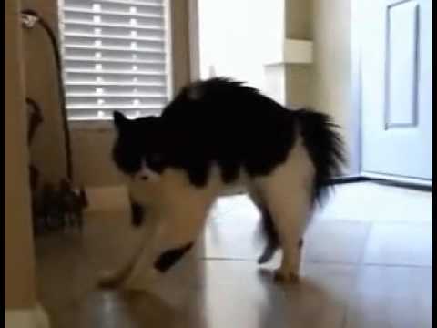 Кот и педарди