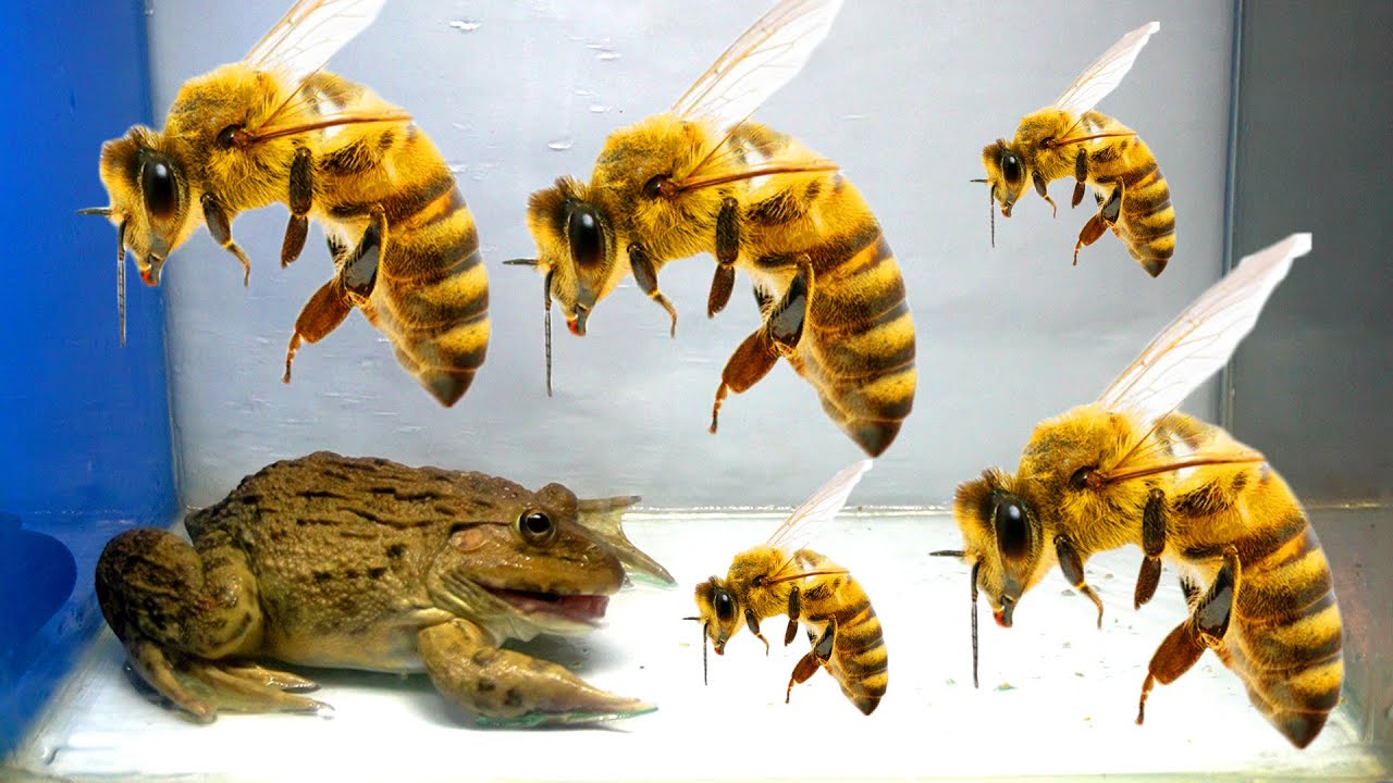 Bee Vs frogs. what to happen? - YouTube