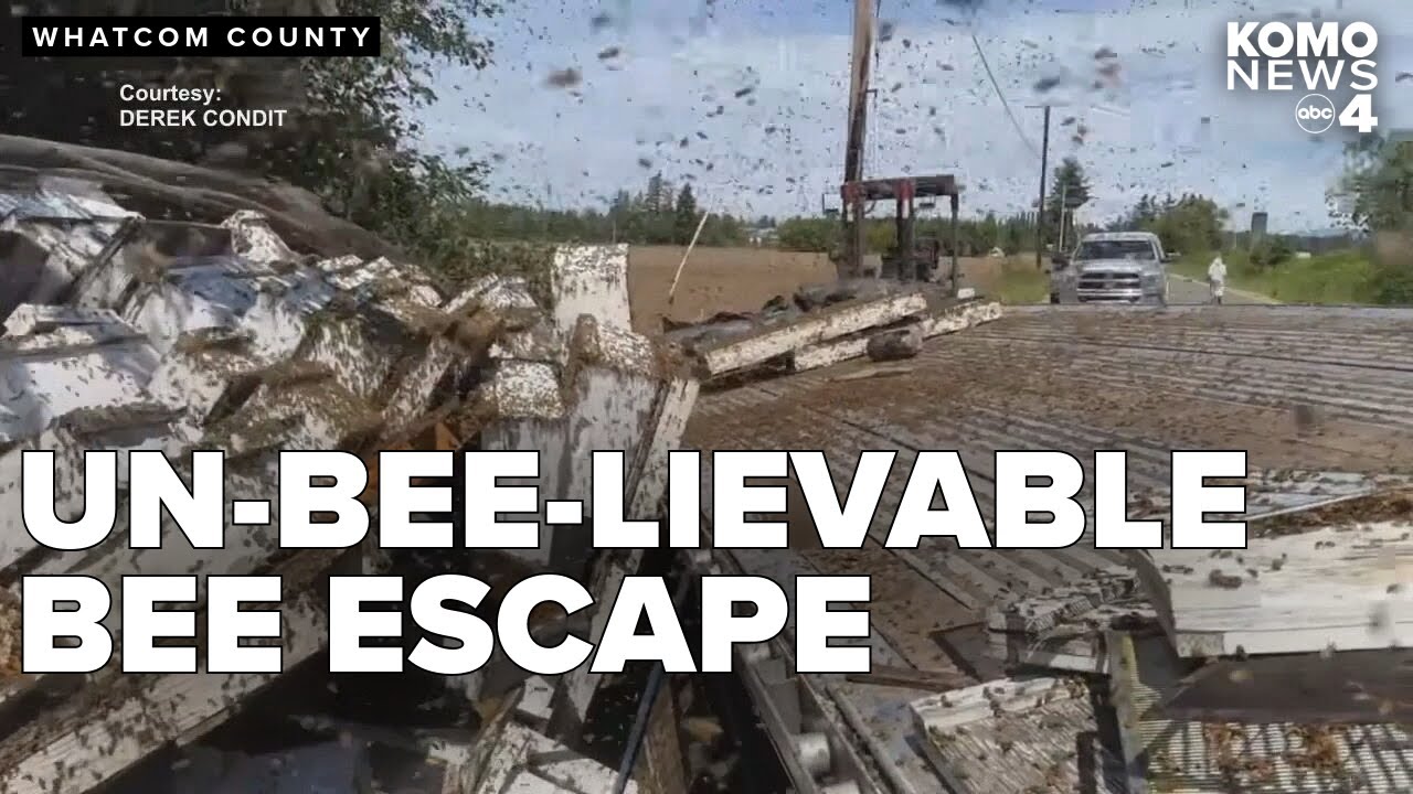 14 million bees escape after semi-truck spills load in Whatcom County - YouTube