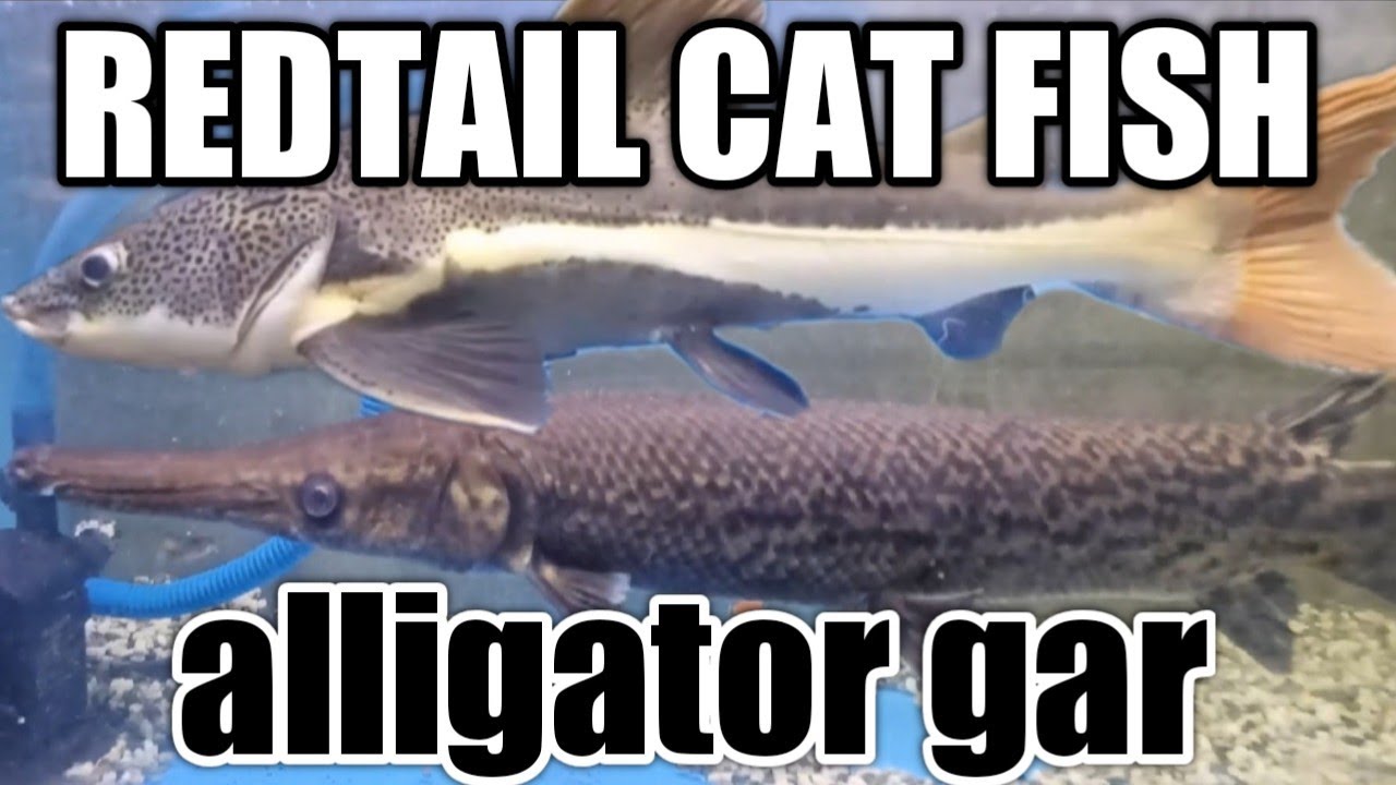 Alligator gar fish ang redtail cat fish - YouTube