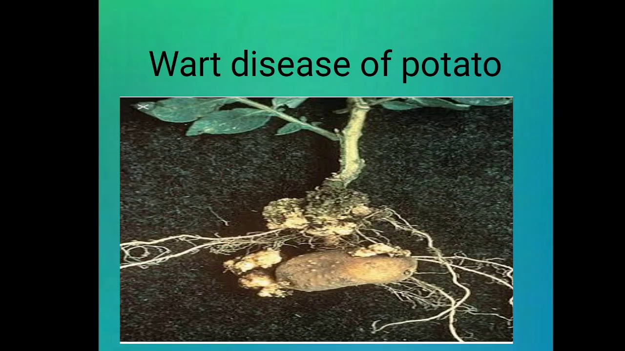 Wart disease of potato - YouTube