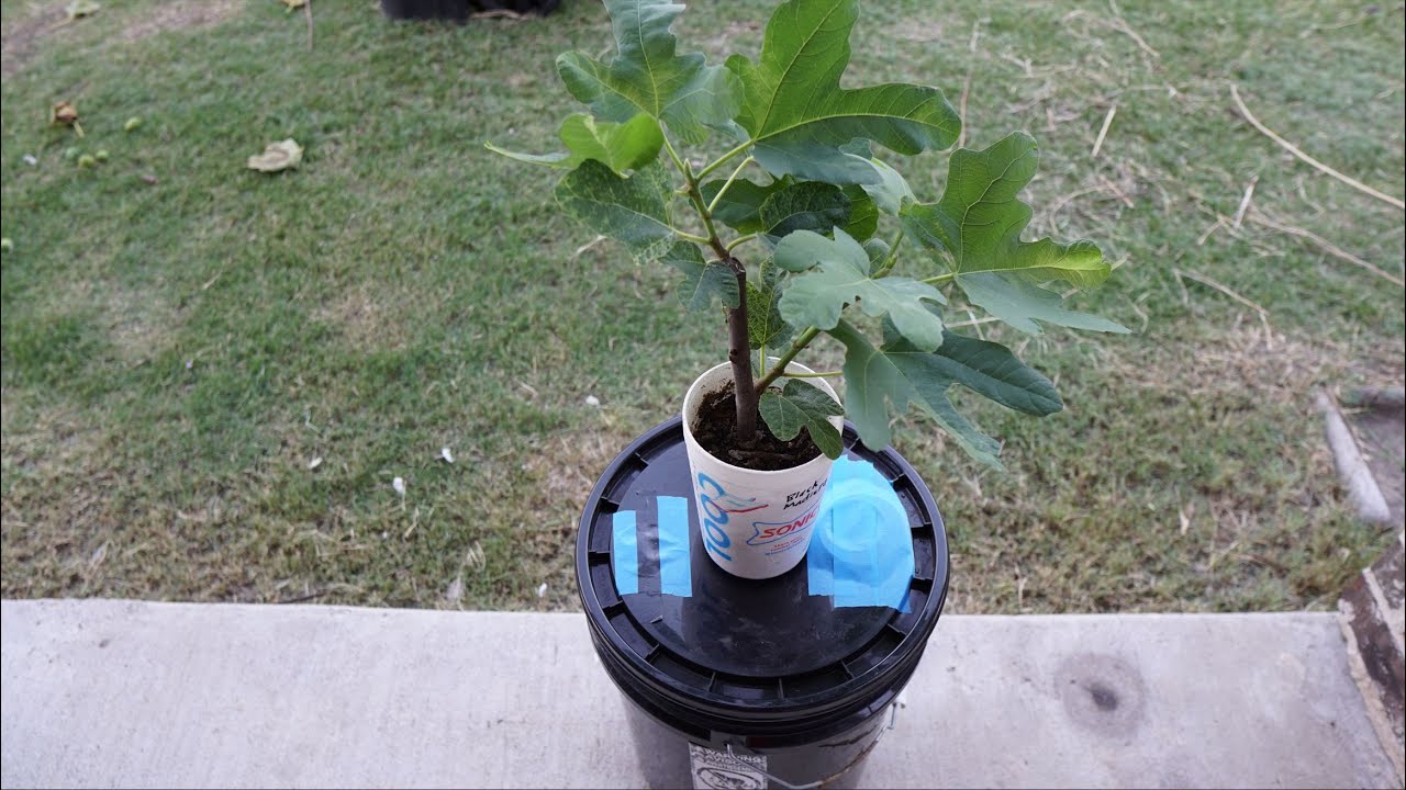 Growing Fig Tree in Hydroponic - YouTube