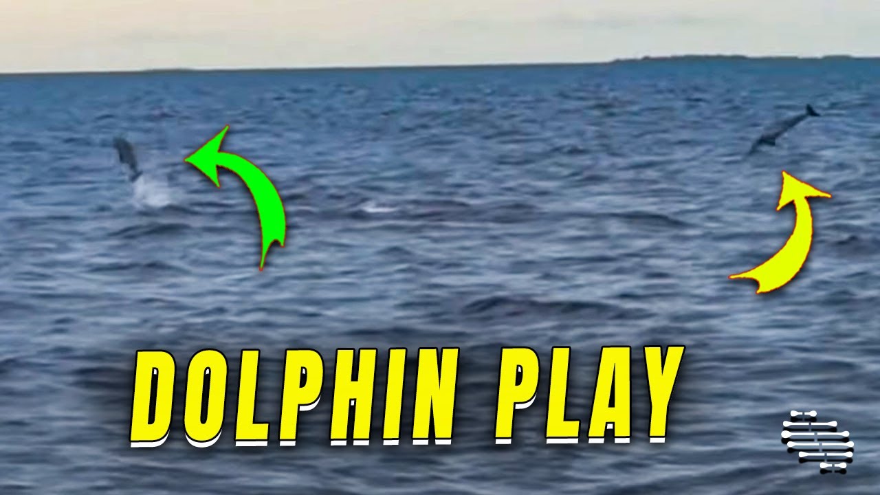 Playful Dolphins Filmed in Their Natural Habitat - YouTube