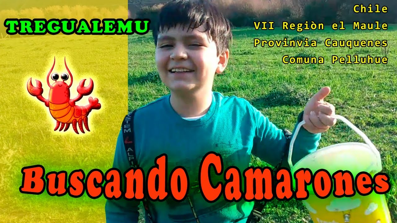 Sacando Camarones en Tregualemu - YouTube