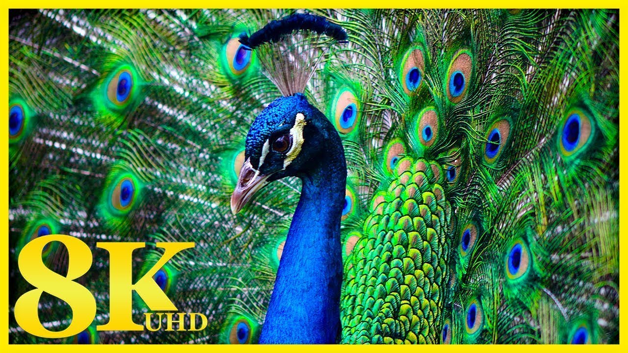 Peacock Dance Display - Peacocks Opening Feathers HD & Bird Sound - YouTube