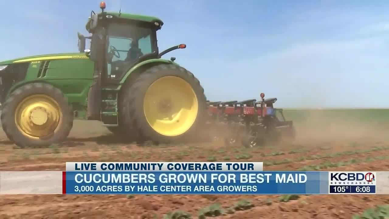 Hale Center Area Growers growing cucumbers for Best Maid - YouTube