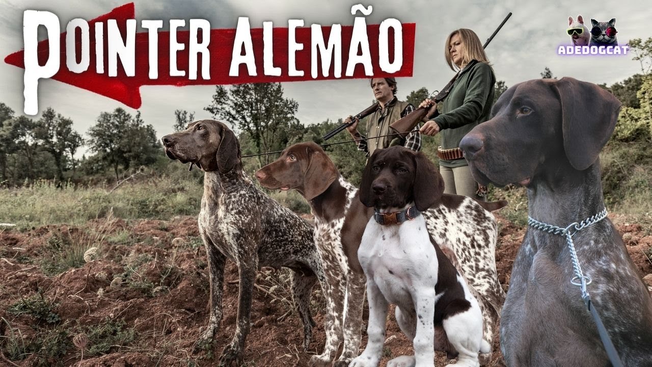 POINTER ALEMÃO O CÃO DE APONTE (BRACO ALEMÃO) - YouTube