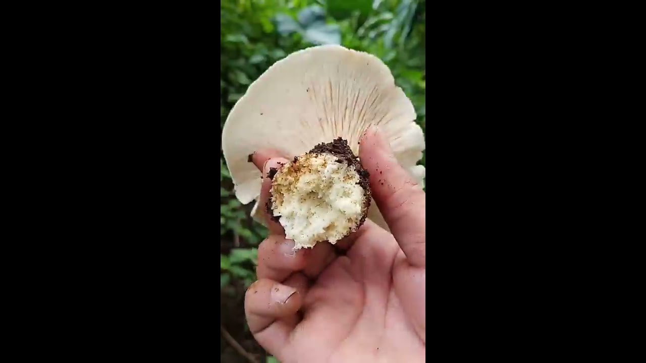 Mencari jamur (suung) - YouTube