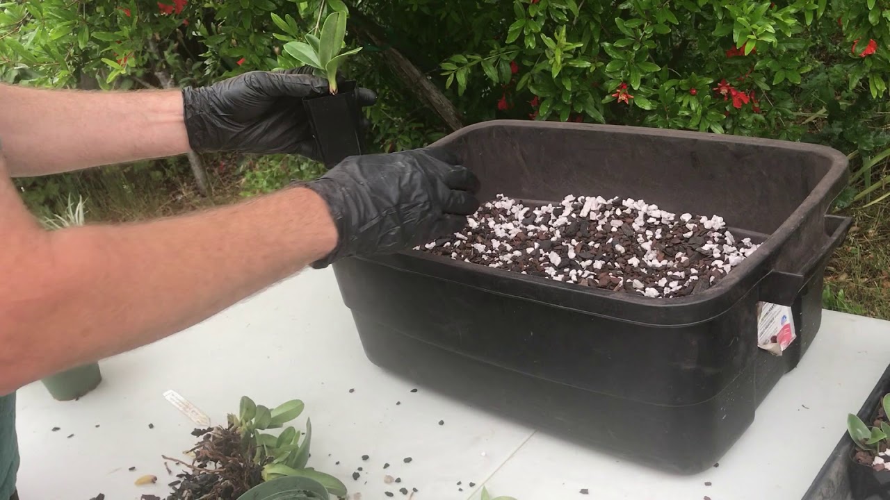 Repotting orchids from community pots - YouTube