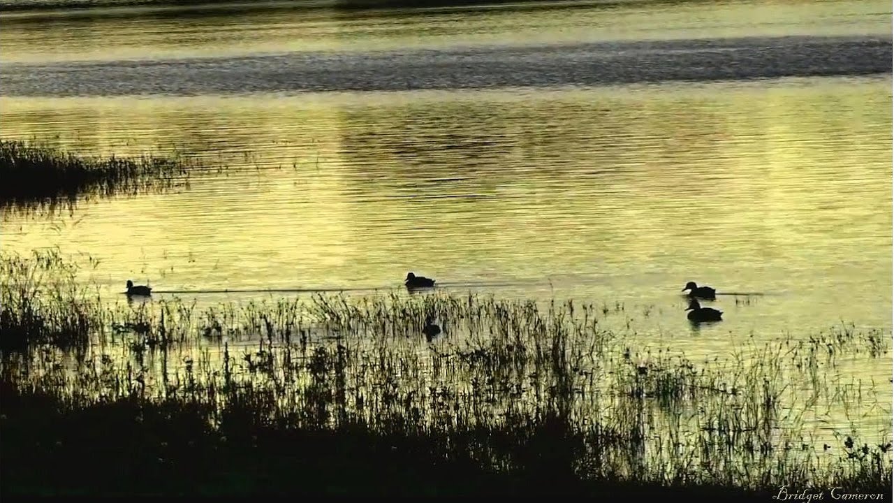 GOLDEN EVENING-Relaxing music-Bridget Cameron - YouTube