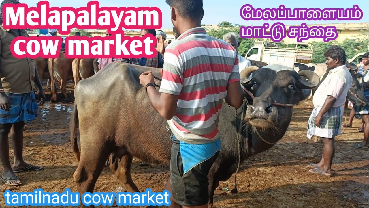 Melapalayam cow market tamilnadu | மேலப்பாளையம் மாட்டுச்சந்தை ...