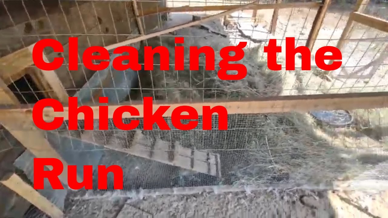 Cleaning & bedding In The Free Range Chicken Run & Other Projects Like ...