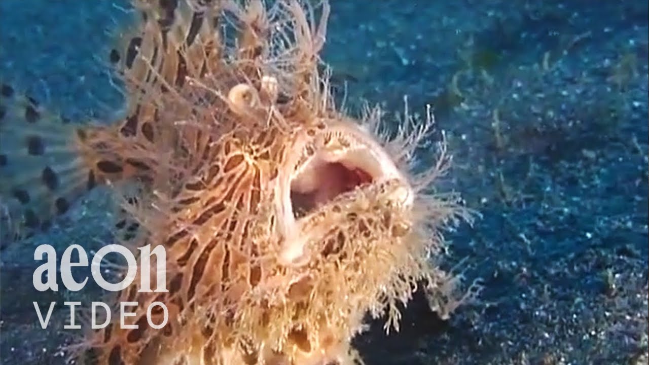 The Insatiable Hairy Frogfish - YouTube