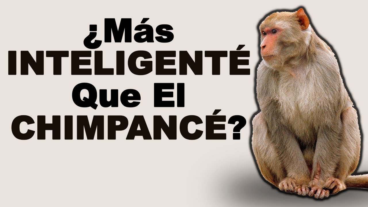 🙊 ¿Qué Tan INTELIGENTES son los MACACOS y Cómo PELEAN Estos PRIMATE ...