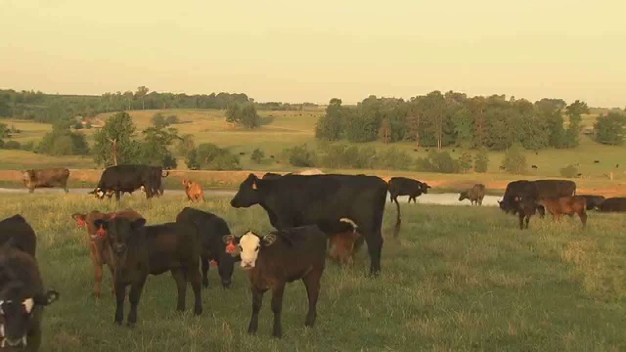 Beef Cattle Research - YouTube