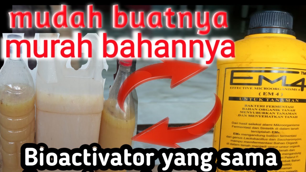 membuat Bioactivator yang fungsi sama dengan em4‼️ mudah membuatnya ...