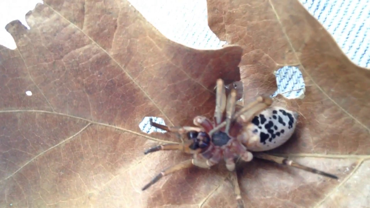 Spidey Fri-dey - Dead Wolf Spider unique Tattoo on underside - YouTube