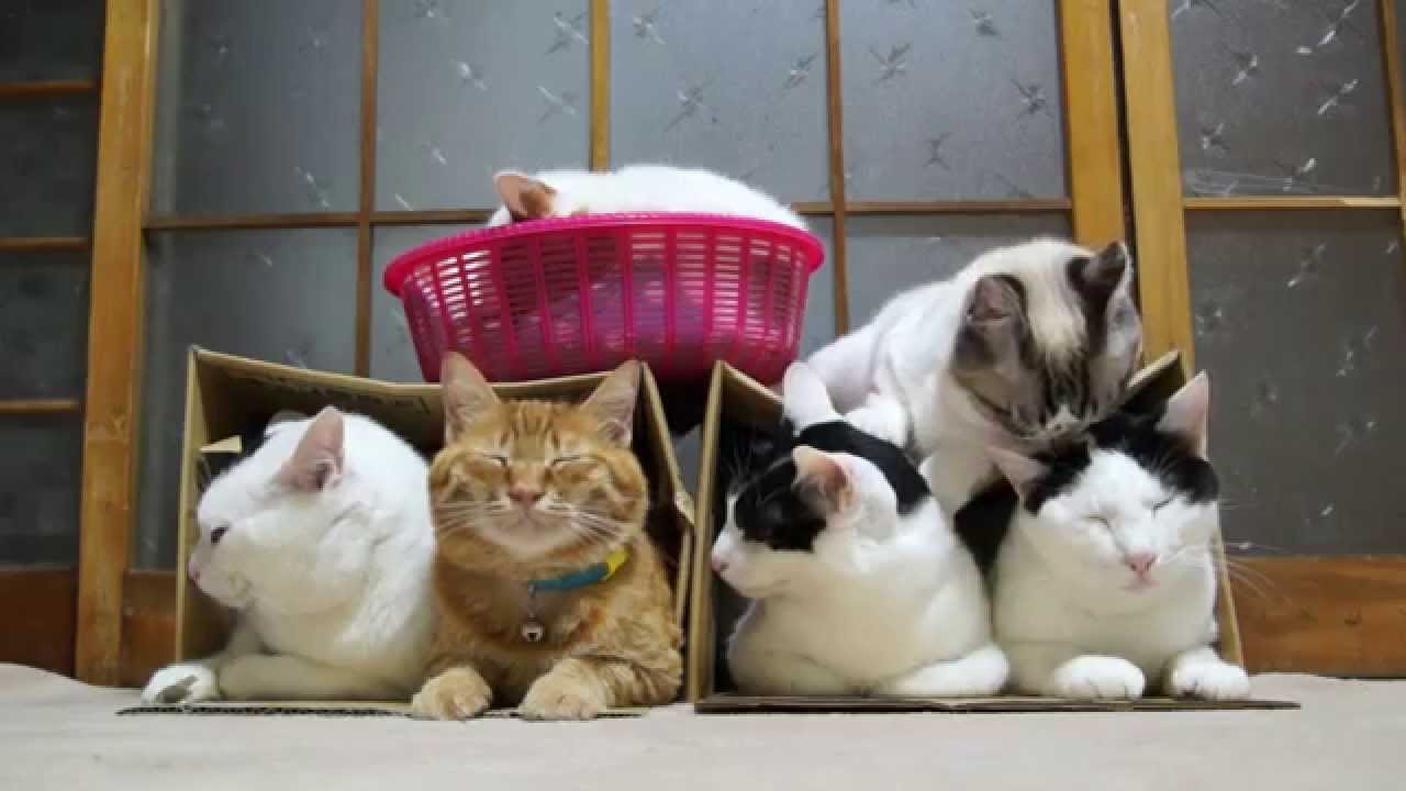 6匹 Six cats 2014#18 - YouTube