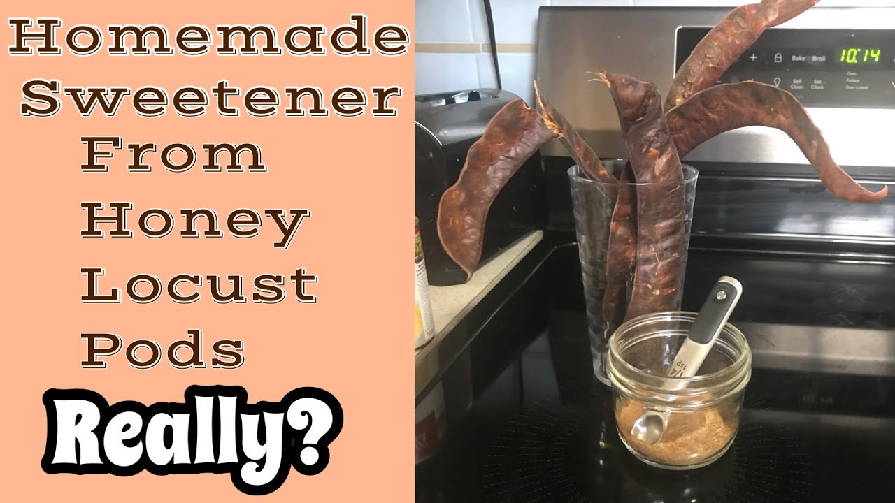 Making Homemade Sweetener out of Honey Locust Pods - YouTube