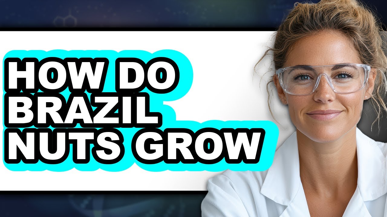 How Do Brazil Nuts Grow (Updated) - YouTube