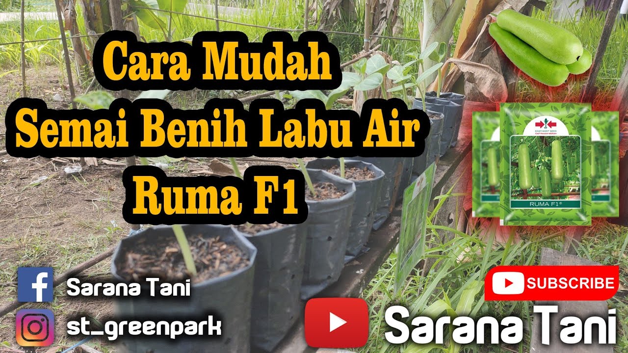 Cara Mudah Menanam Labu Air - Ruma F1 - YouTube