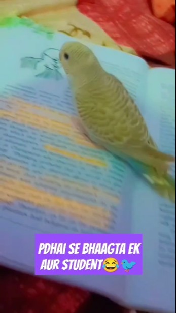 Board Exam Preparation Be Like | Budgie vs Students | Comedy Video # ...