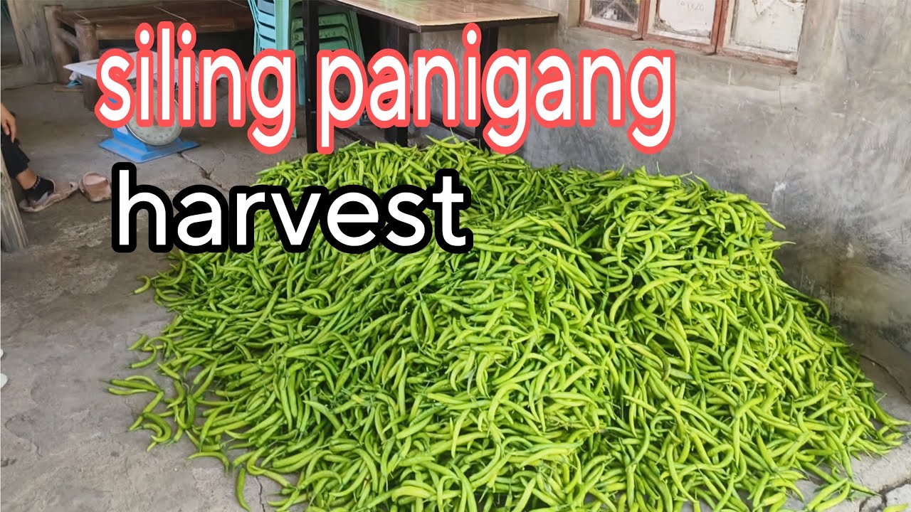 SILING HABA/SILING PANIGANG HARVEST/PAGPITAS NG SILING PANIGANG - YouTube