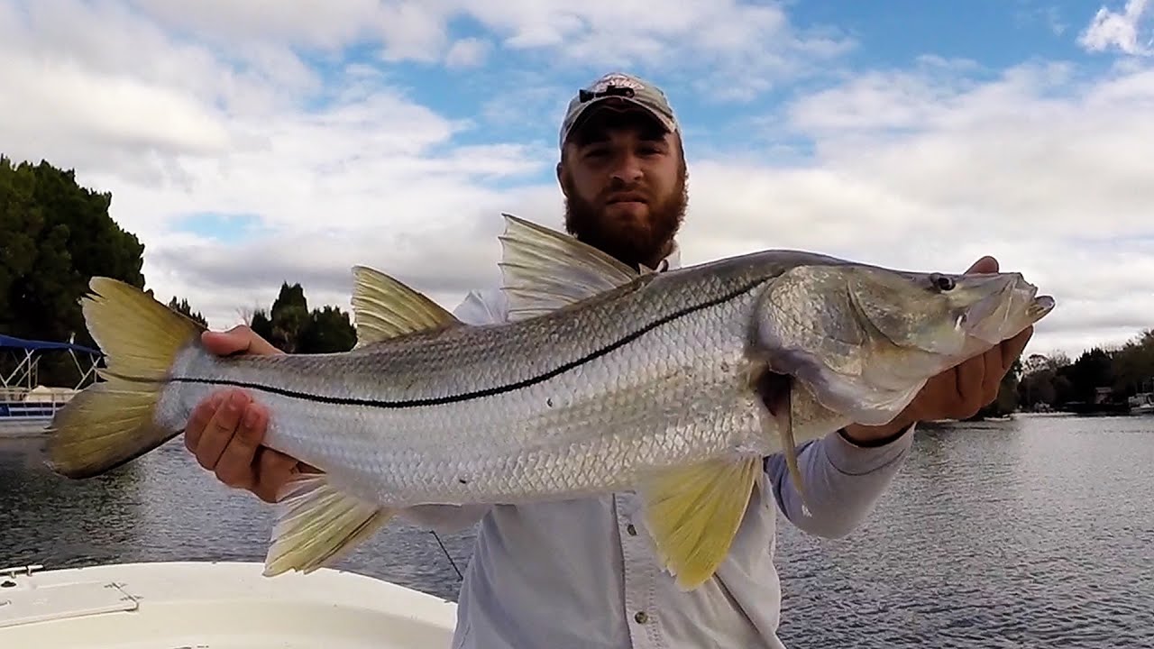 Crystal River Lots of Big Snook! - YouTube
