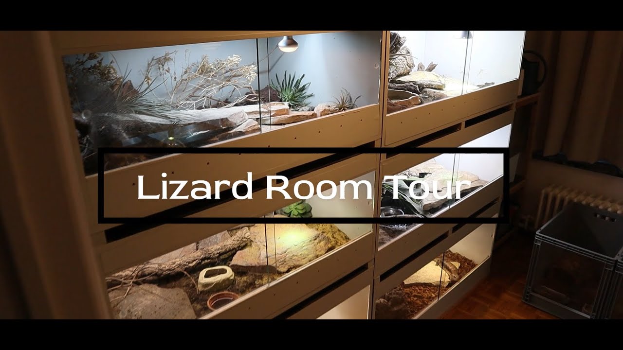 Lizard Room Tour! - YouTube