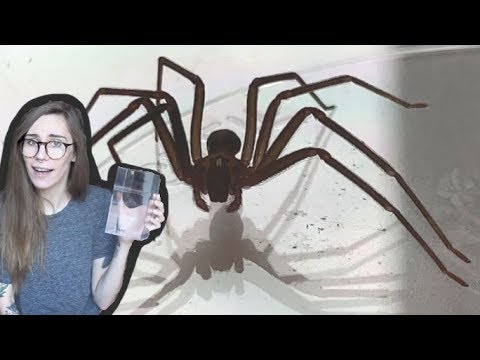 i found a dEaDlY brown recluse (and now we're besties) - YouTube