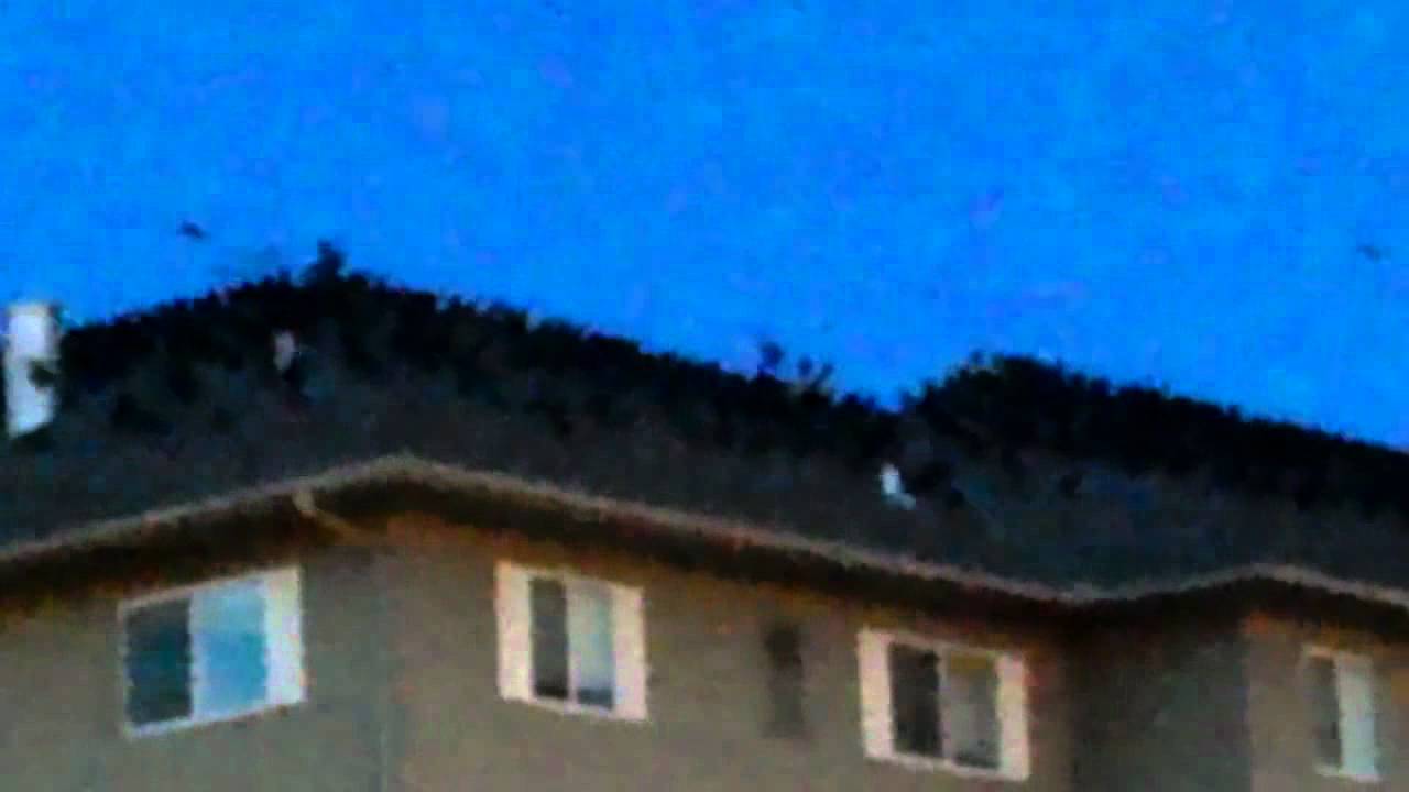 Crows Still A Problem in Rochester, MN - YouTube