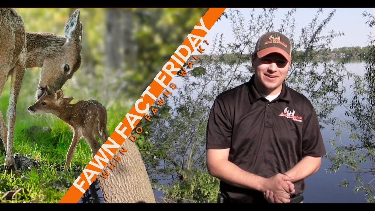 Fawn Fact Friday - When do fawns walk? - YouTube