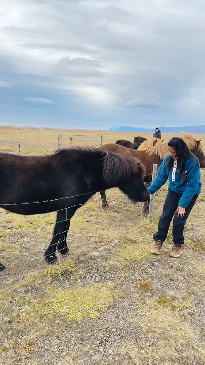 Do you like horses as well? 🌙🐎 #icelandtravel #horse #horses #indian # ...