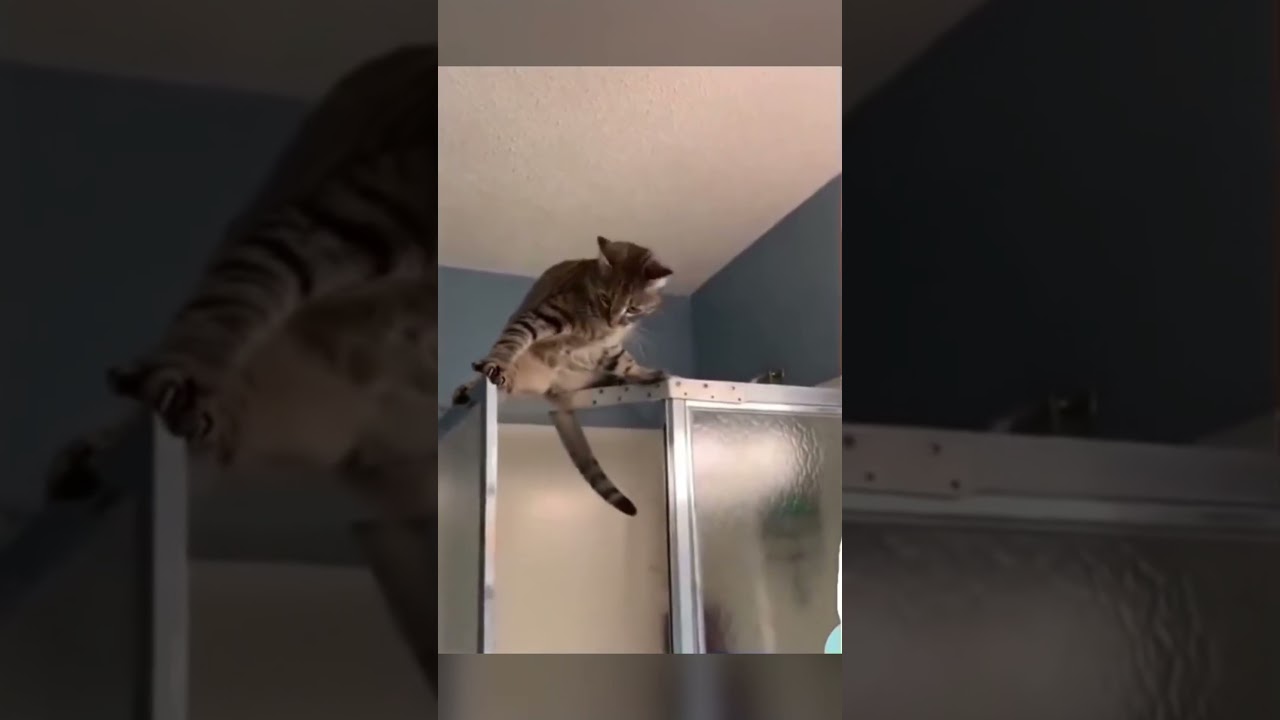 8 Adorable Short Legged Cats: Meet the Cutest Felines!