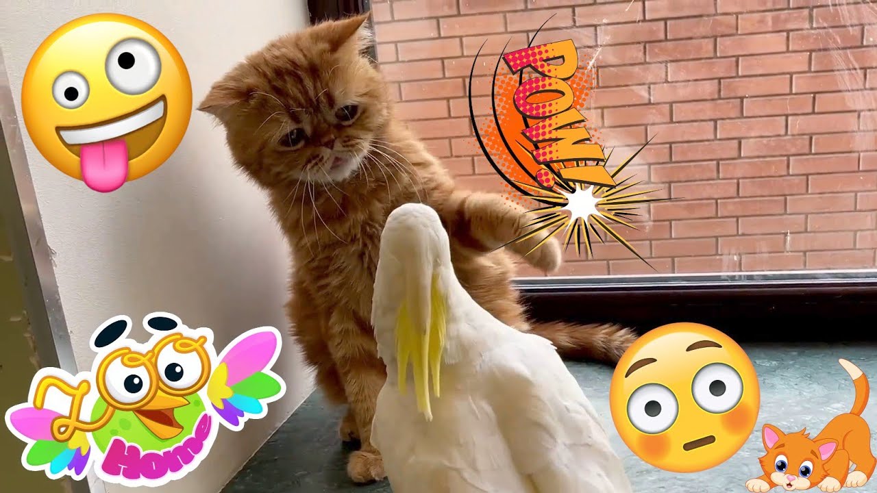 The peach cat wants to live in harmony with the parrots, - YouTube