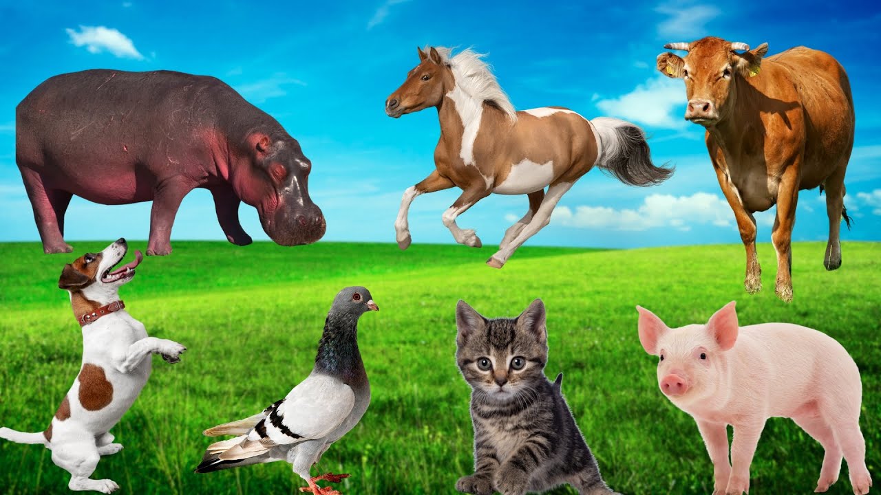 Playful Animals - Pigs, Cats, Dogs, Horses, Pigeons - YouTube